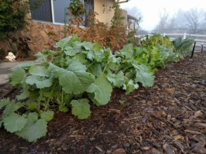 The best moroho – The Mountain School