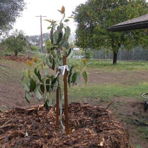 Cass and the Placenta Tree Turn One - Greg Alder's Yard Posts: Southern ...