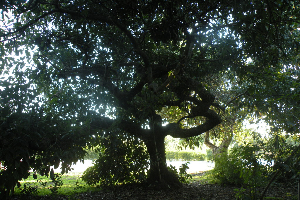 Pruning avocado trees - Greg Alder's Yard Posts: Southern California ...