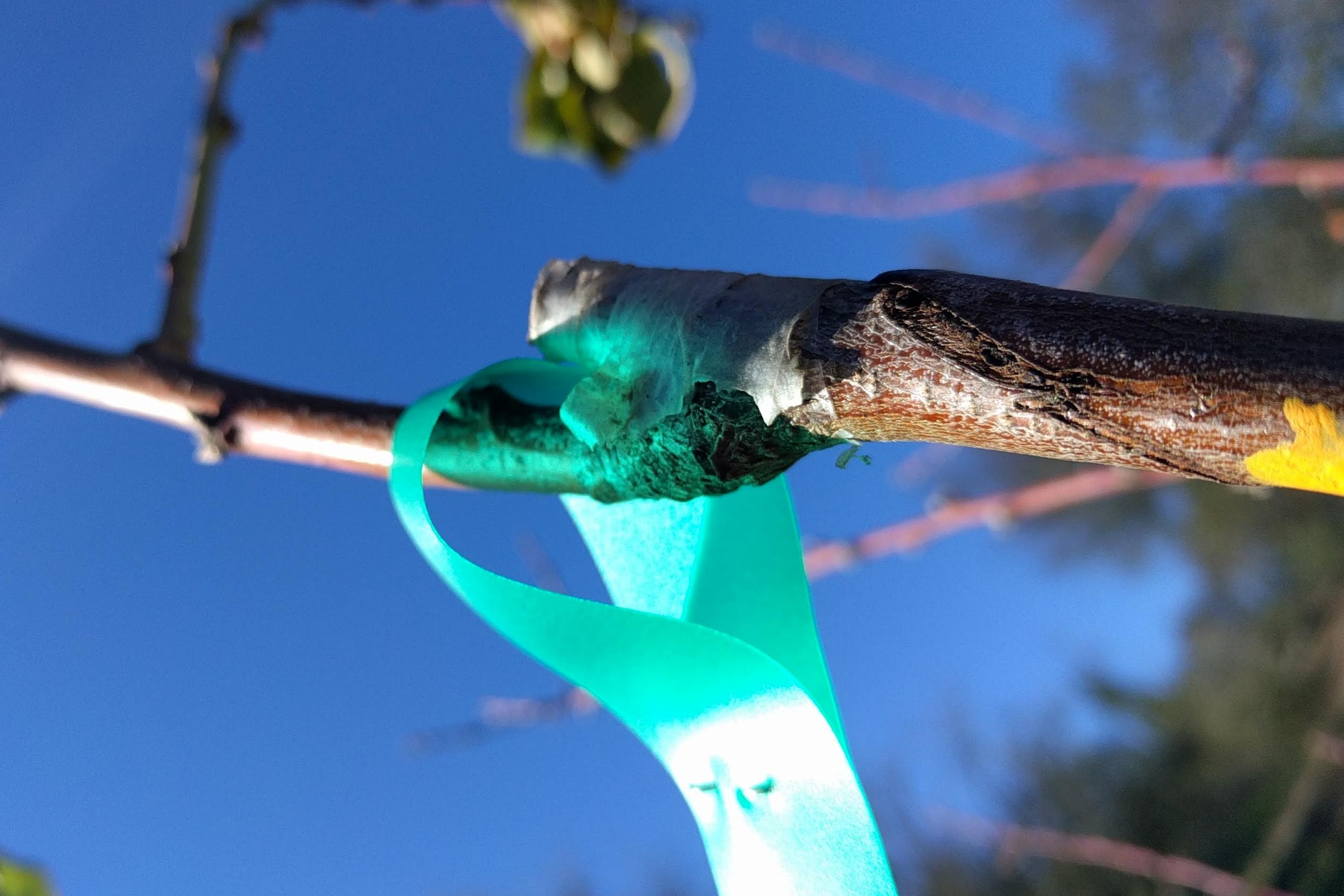 Winter grafts on deciduous fruit trees - Greg Alder's Yard Posts ...