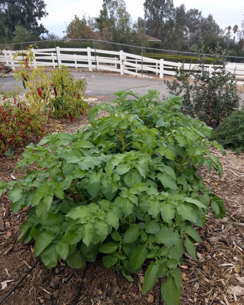 Growing potatoes in Southern California - Greg Alder's Yard Posts ...