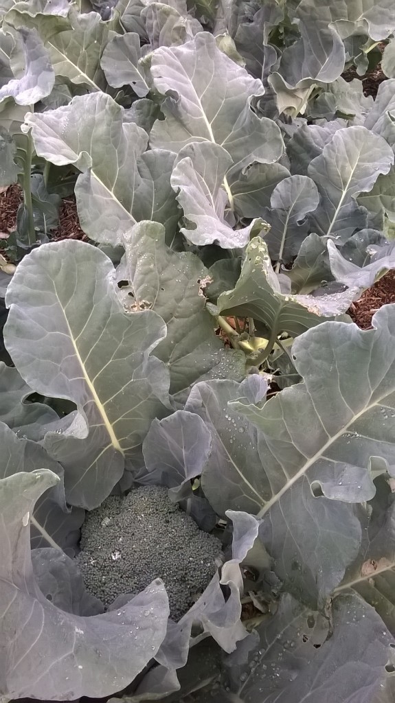 Fall is my favorite vegetable growing season in Southern California ...
