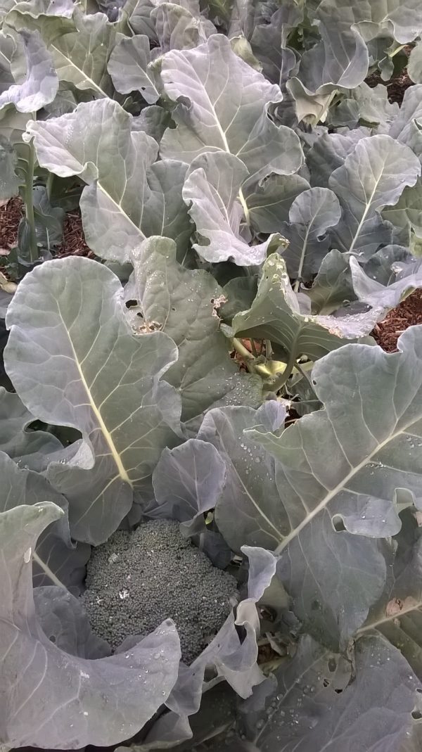 Fall is my favorite vegetable growing season in Southern California ...