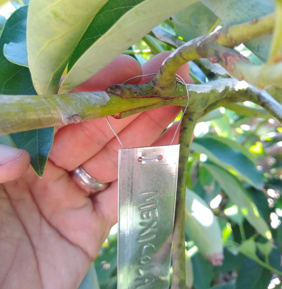 Grafting avocados, the best how-to resource - Greg Alder's Yard Posts ...