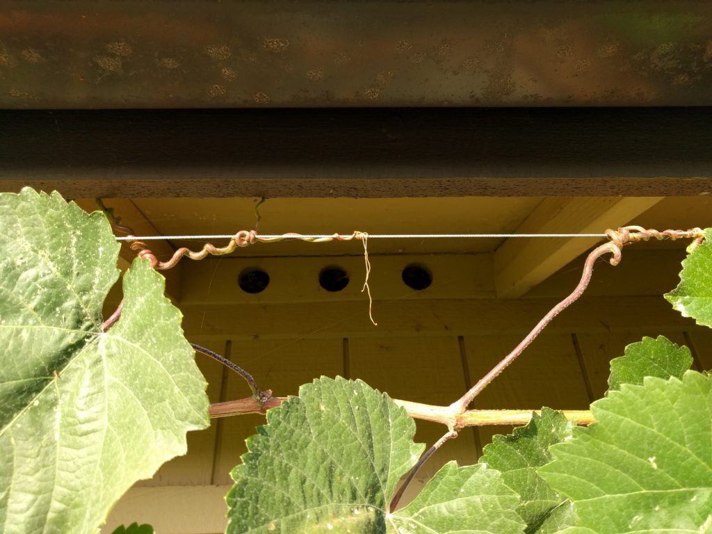 Grapevine on eave to shade house - Greg Alder's Yard Posts: Southern ...
