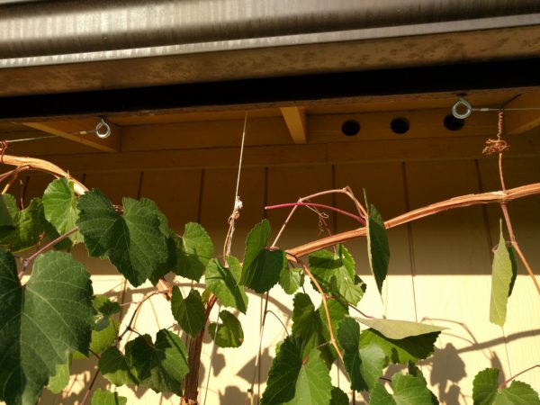 Grapevine on eave to shade house - Greg Alder's Yard Posts: Southern ...