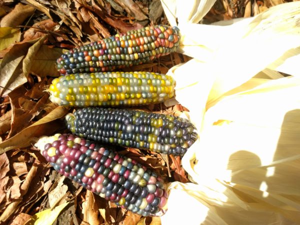Glass Gem corn, and Happy Thanksgiving! - Greg Alder's Yard Posts ...