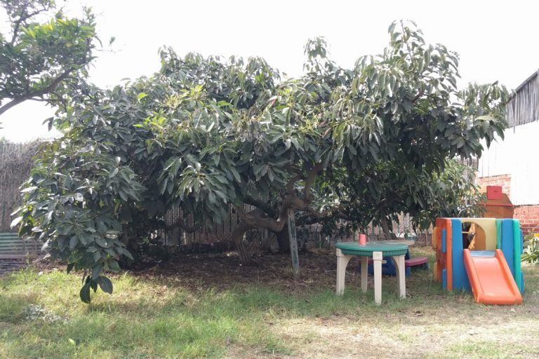 The Fuerte avocado tree: a profile - Greg Alder's Yard Posts: Southern ...