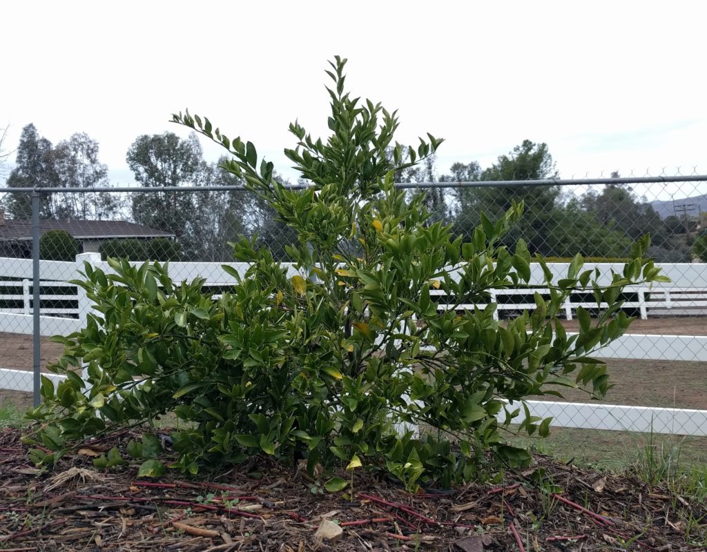 The best fruit tree for kids, and the winner is . . . Kishu! - Greg ...