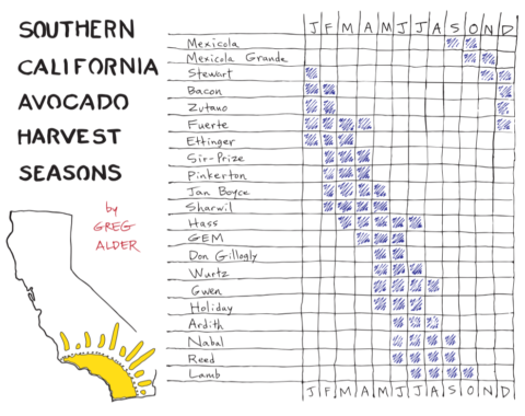 When to pick avocados - Greg Alder's Yard Posts: Southern California ...