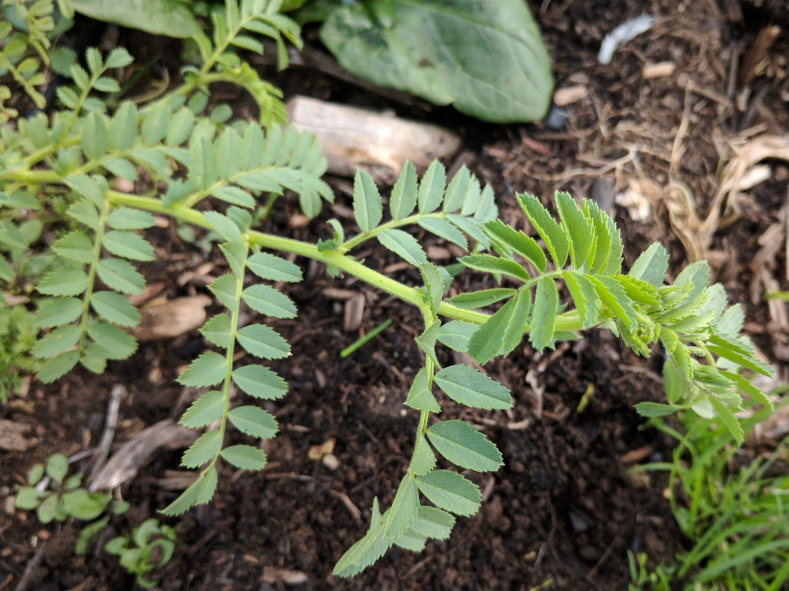 Oh, the mistakes I've made: Planting vegetables at the wrong time ...