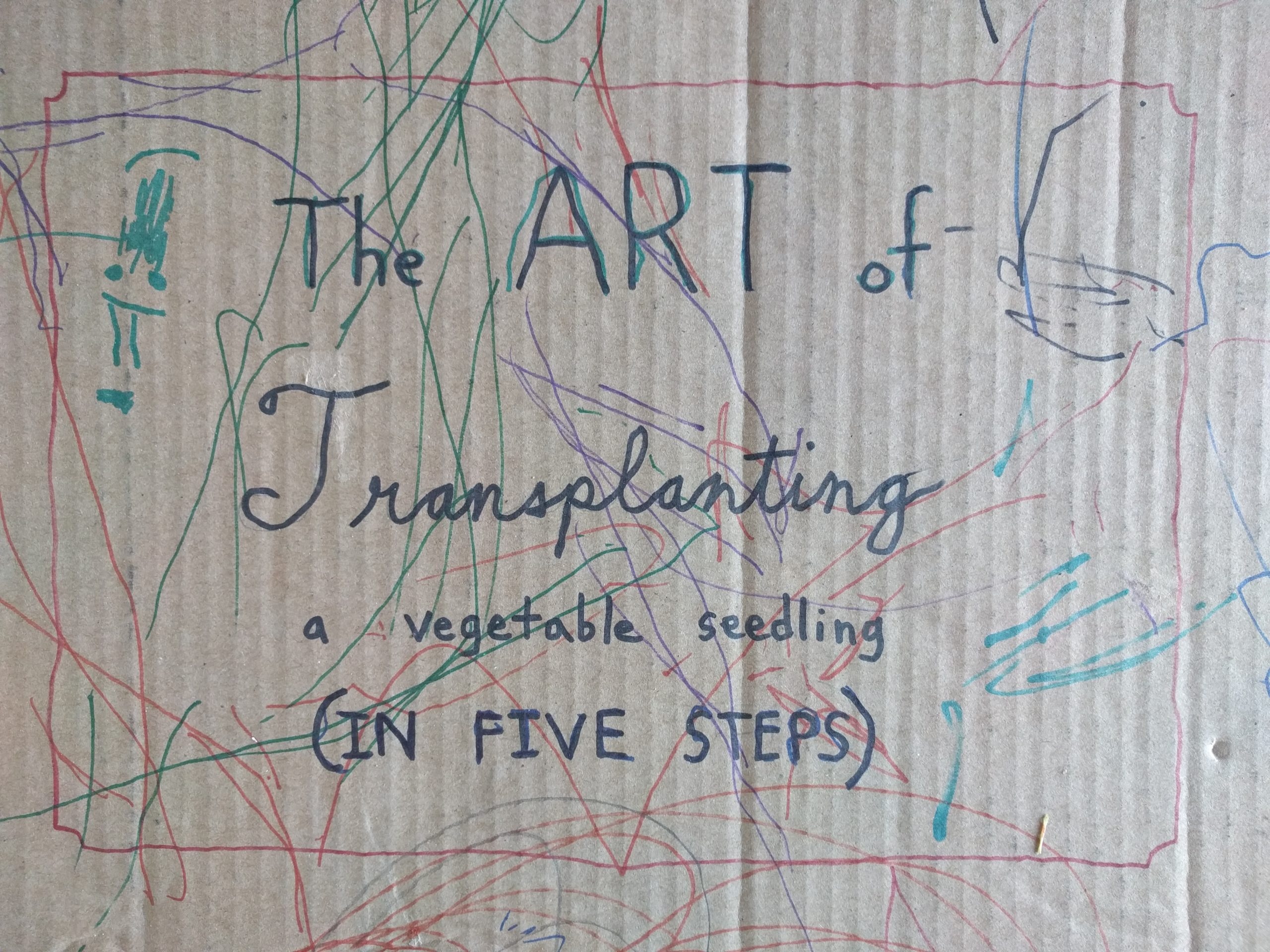 The art of transplanting a vegetable seedling (in five steps) - Greg ...