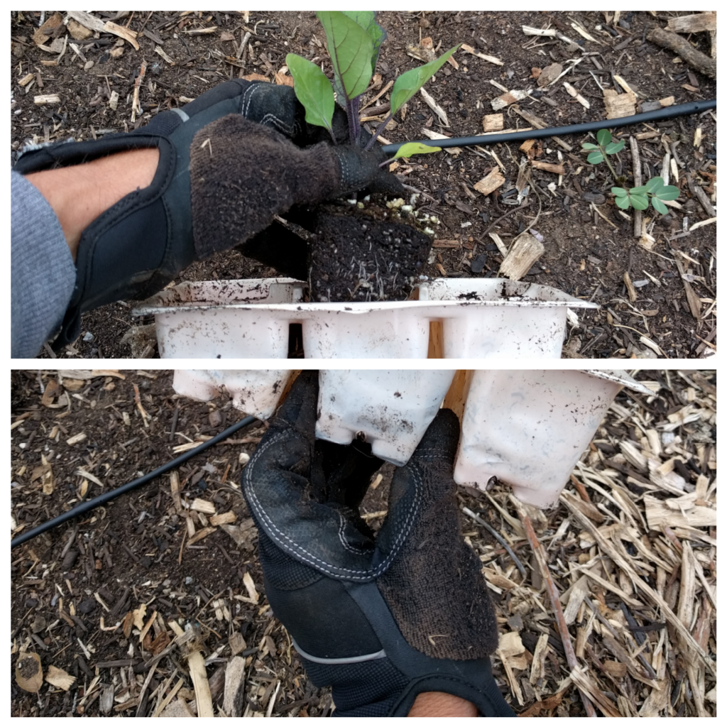 The art of transplanting a vegetable seedling (in five steps) - Greg ...