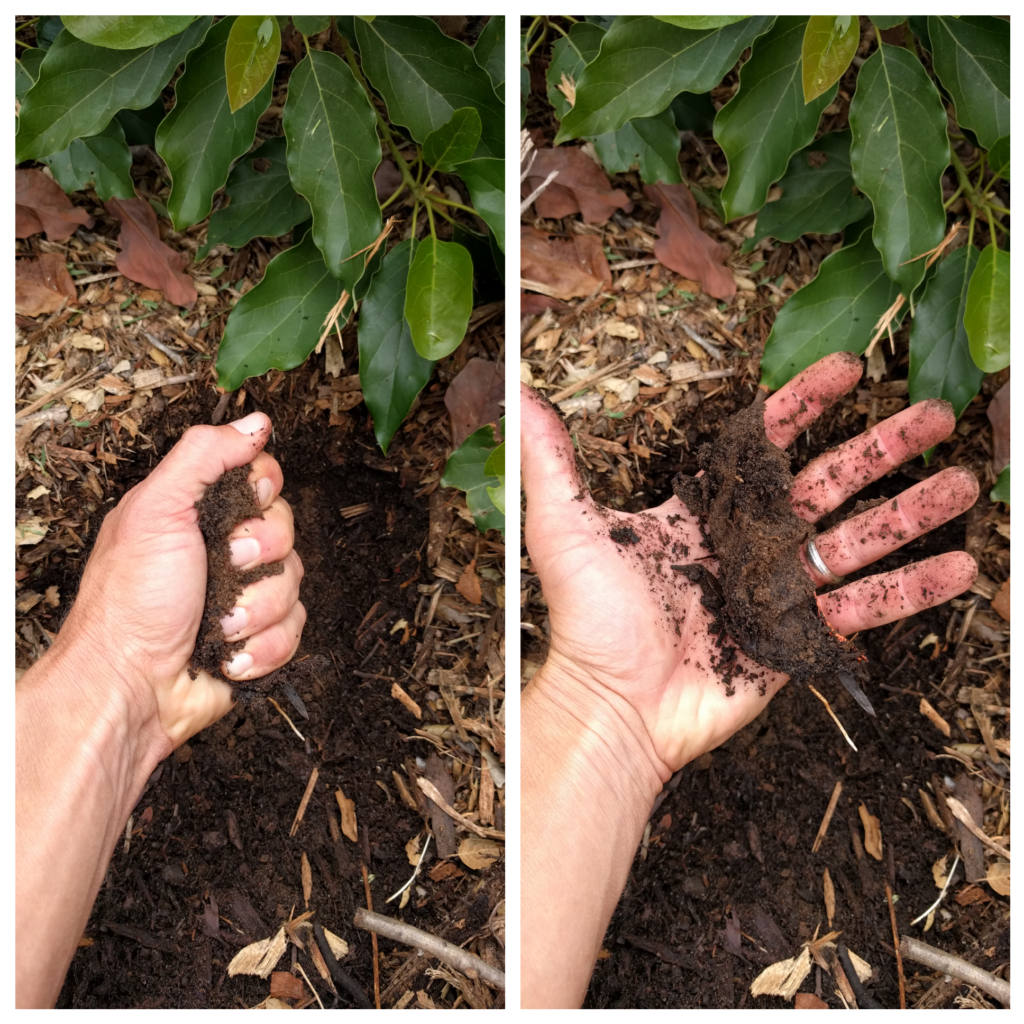 Growing fruit trees in Southern California - Greg Alder's Yard Posts ...