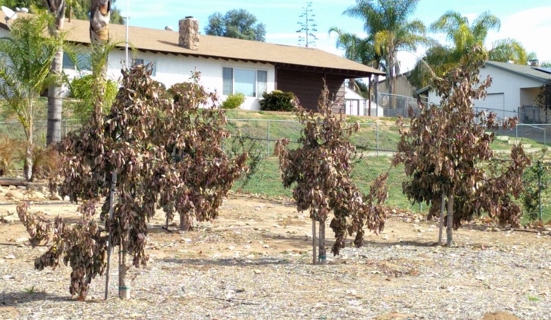 Avocado trees get sunburned - what to do? - Greg Alder's Yard Posts ...