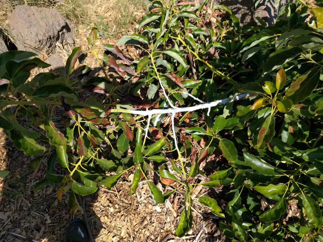 Avocado trees get sunburned - what to do? - Greg Alder's Yard Posts ...