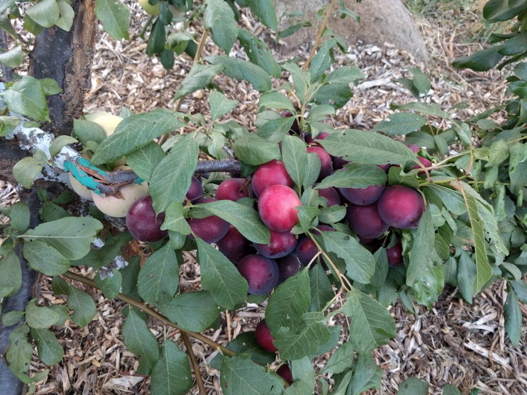 Grafting a pollenizer branch into your fruit tree - Greg Alder's Yard ...