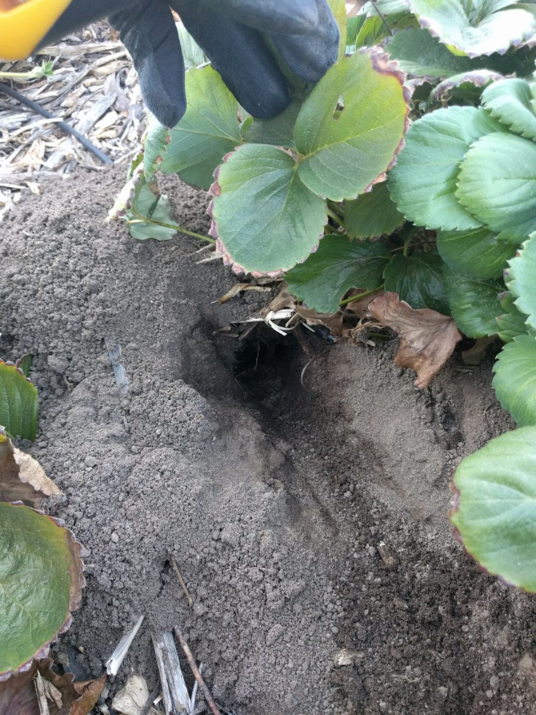 The best gopher trap: it's a Cinch - Greg Alder's Yard Posts: Southern ...