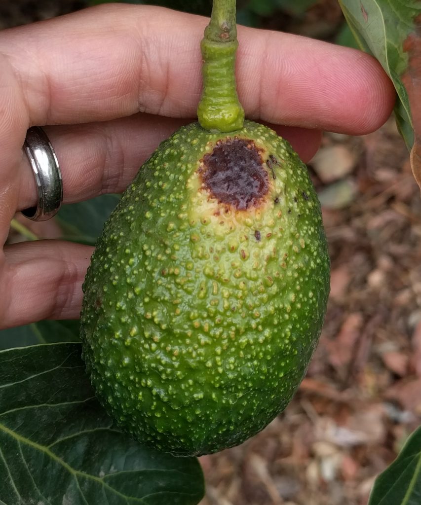Avocado trees get sunburned - what to do? - Greg Alder's Yard Posts ...