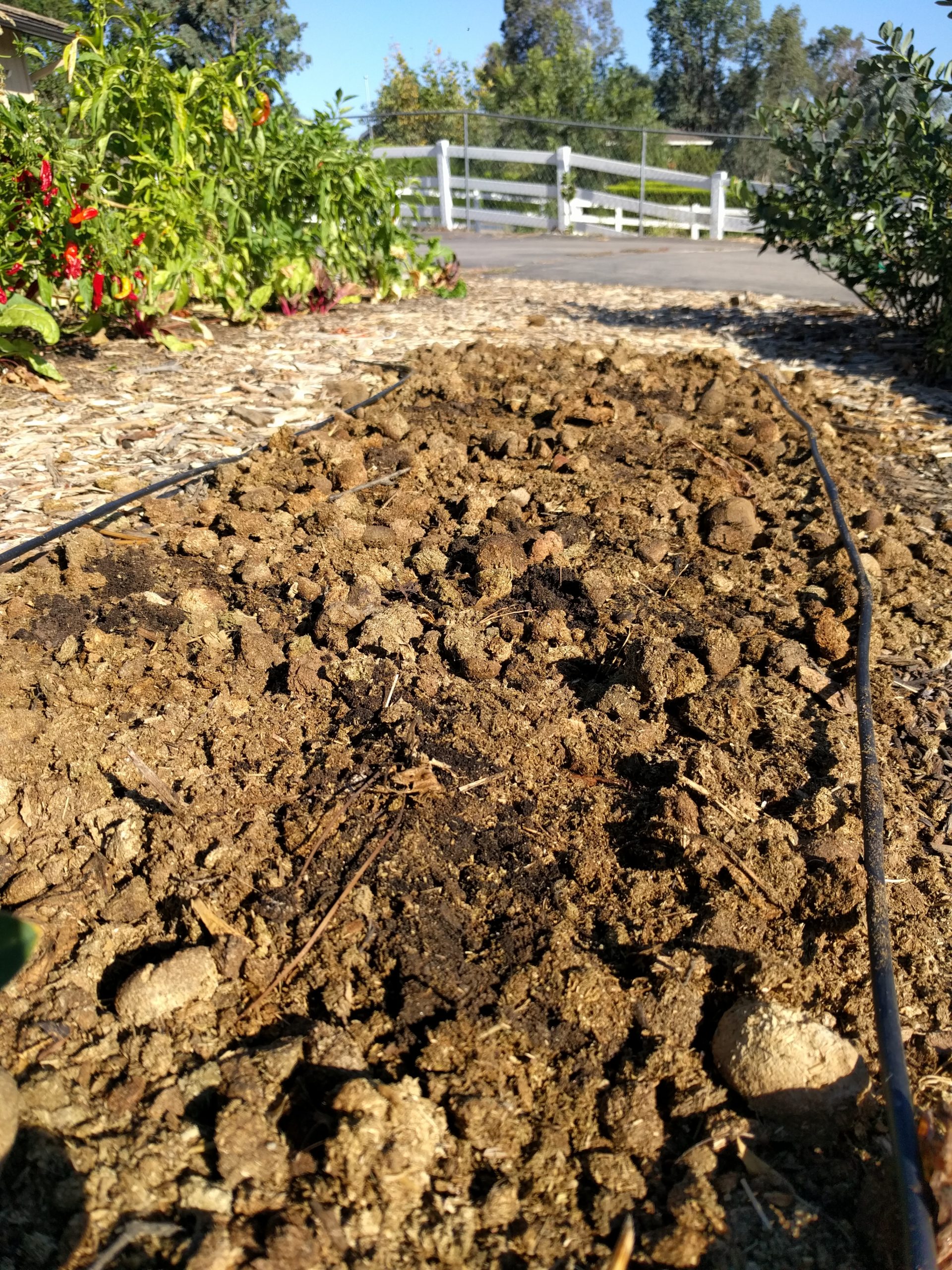 Growing potatoes in Southern California - Greg Alder's Yard Posts ...