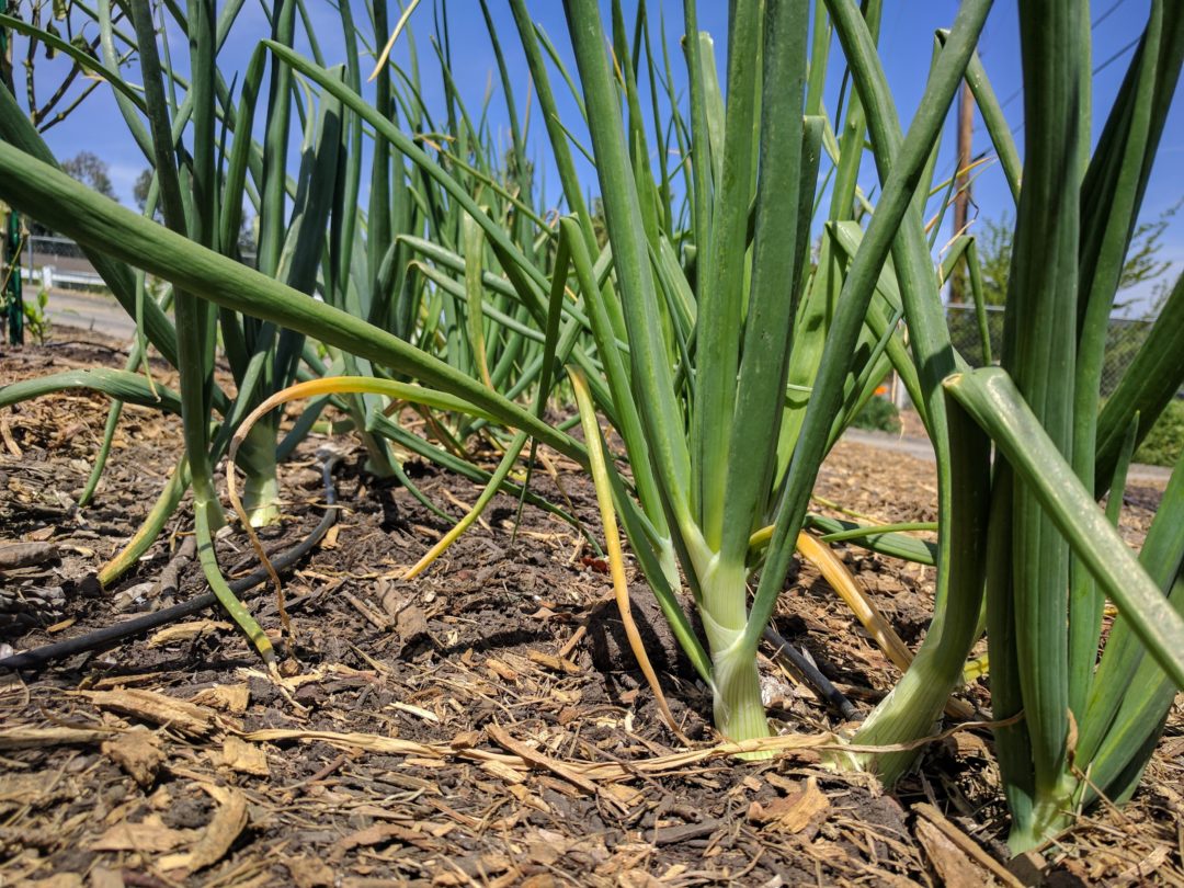 Growing onions in Southern California - Greg Alder's Yard Posts ...