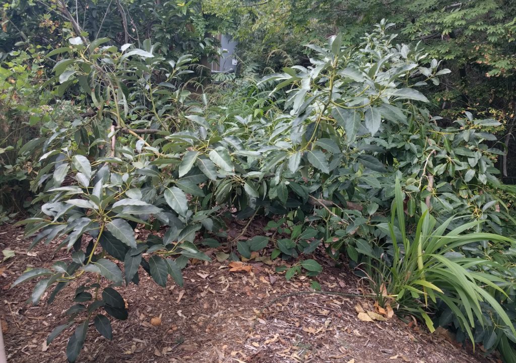 Fruit trees hiding at the San Diego Zoo - Greg Alder's Yard Posts ...