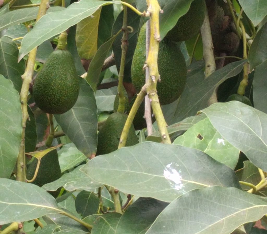 Fruit trees hiding at the San Diego Zoo - Greg Alder's Yard Posts ...