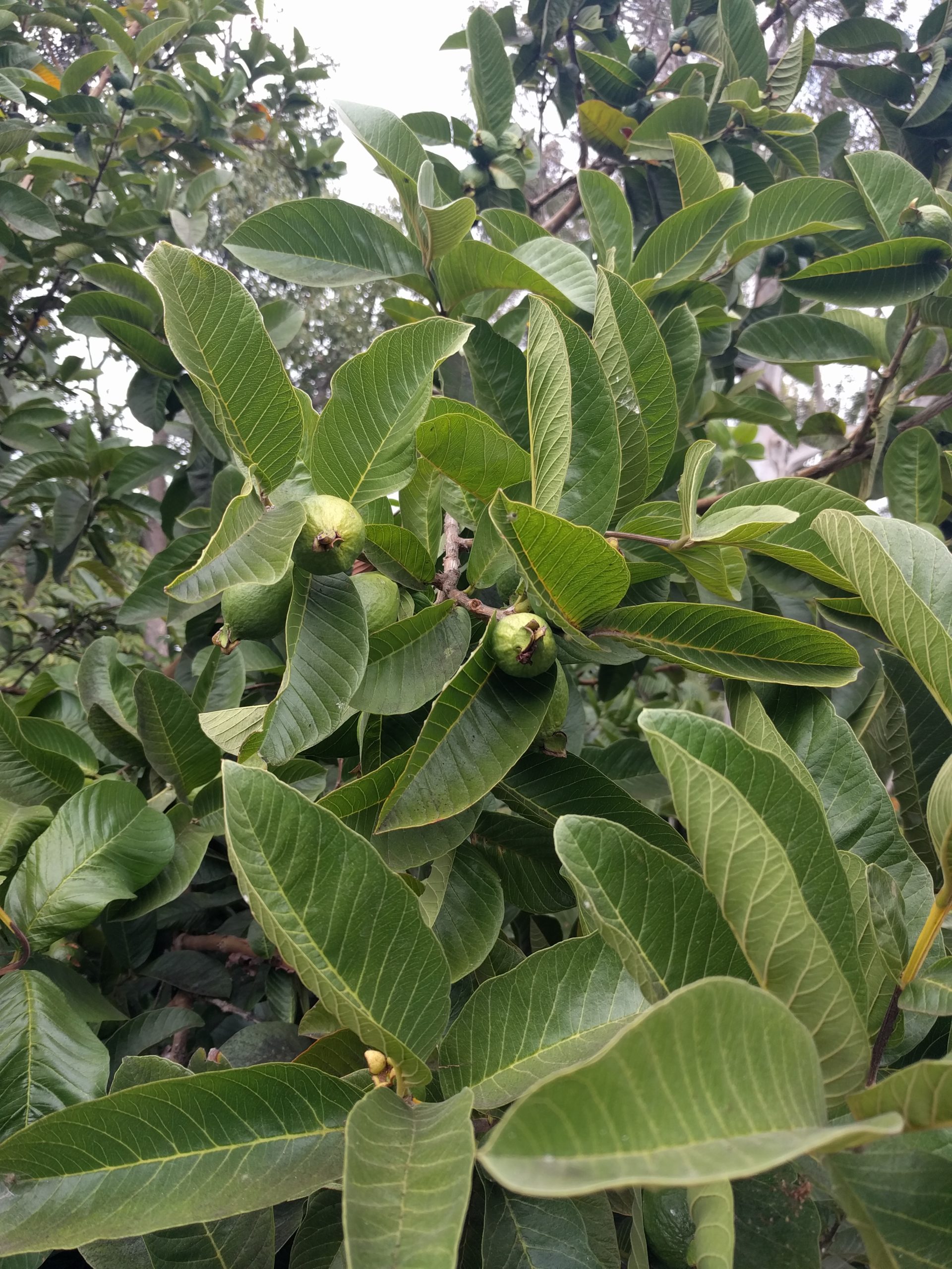 Fruit trees hiding at the San Diego Zoo - Greg Alder's Yard Posts ...