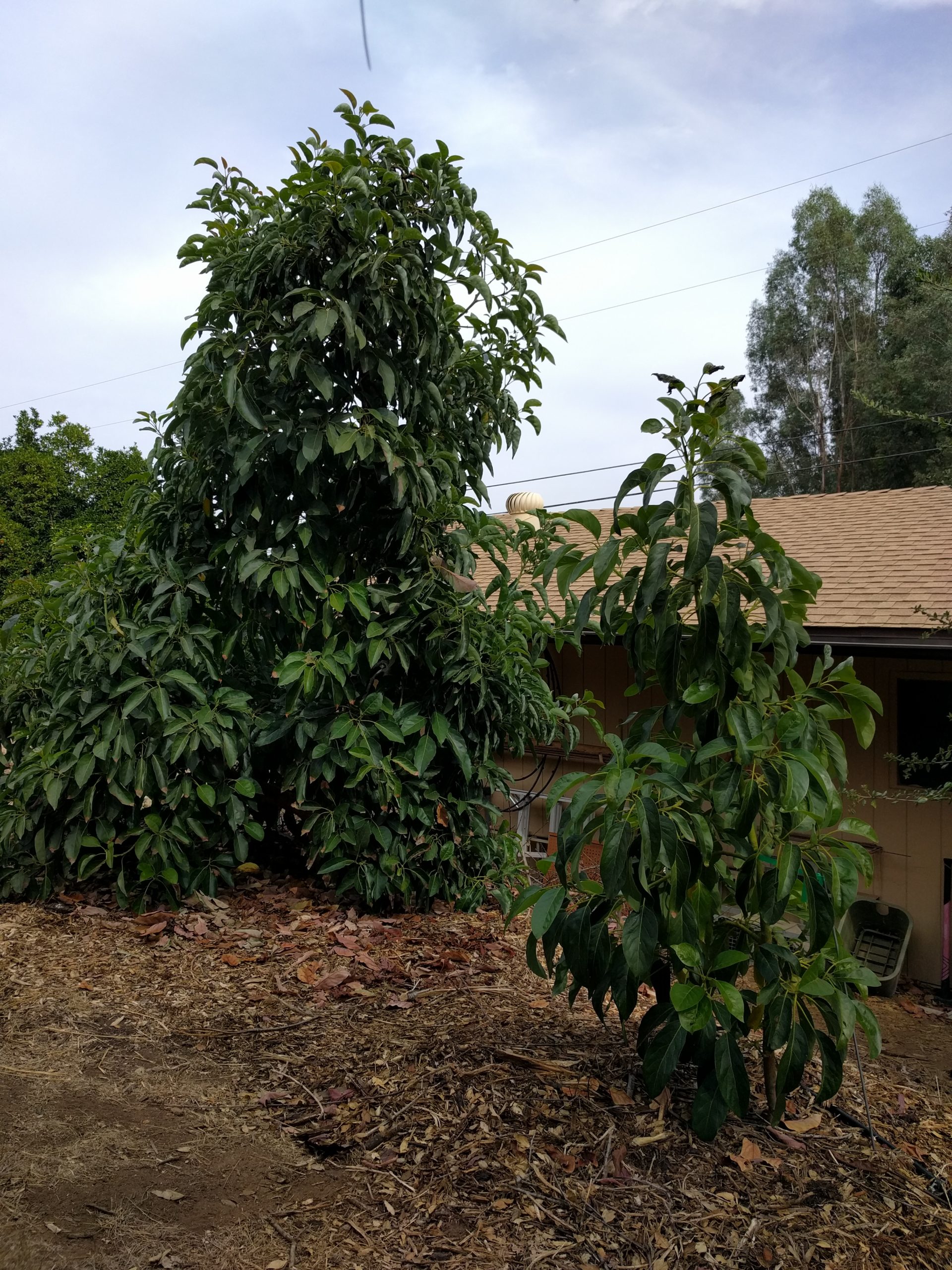 Cross pollination of avocados, or Why I planted a Hass next to a Fuerte ...