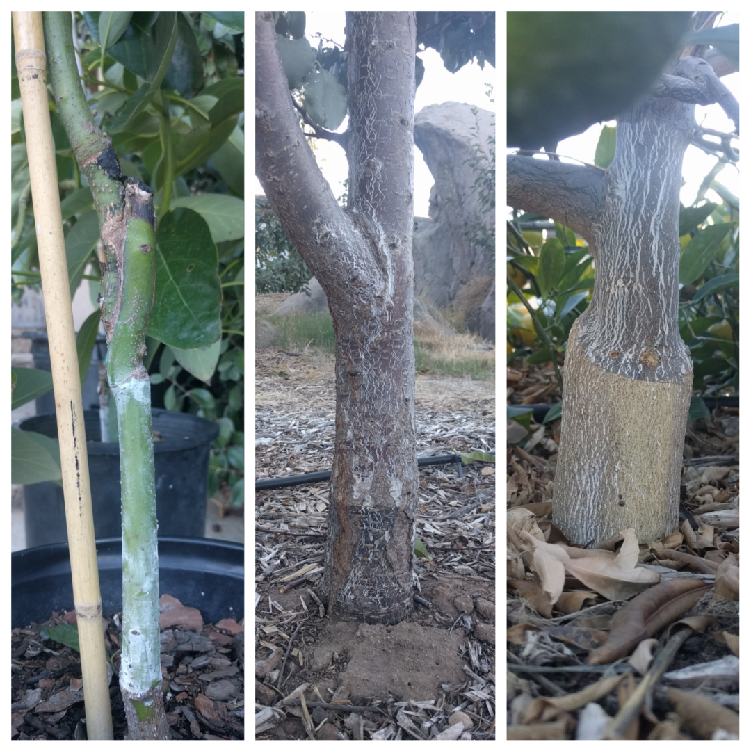 Your fruit tree is grafted - Why? And so what? - Greg Alder's Yard ...