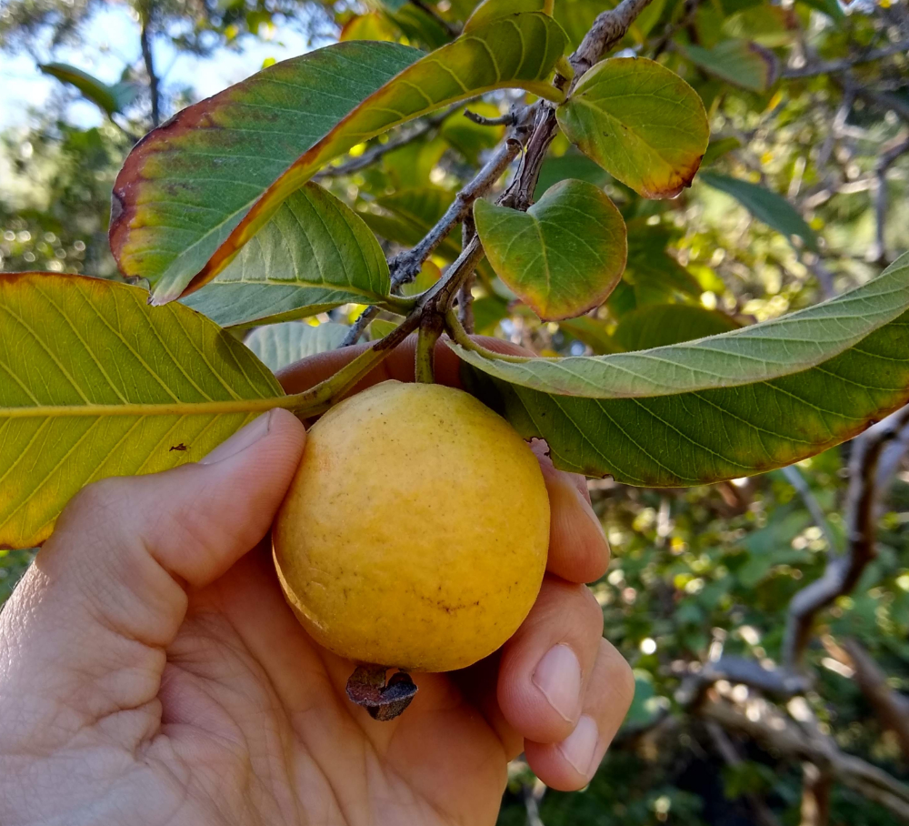 Growing Guava In California