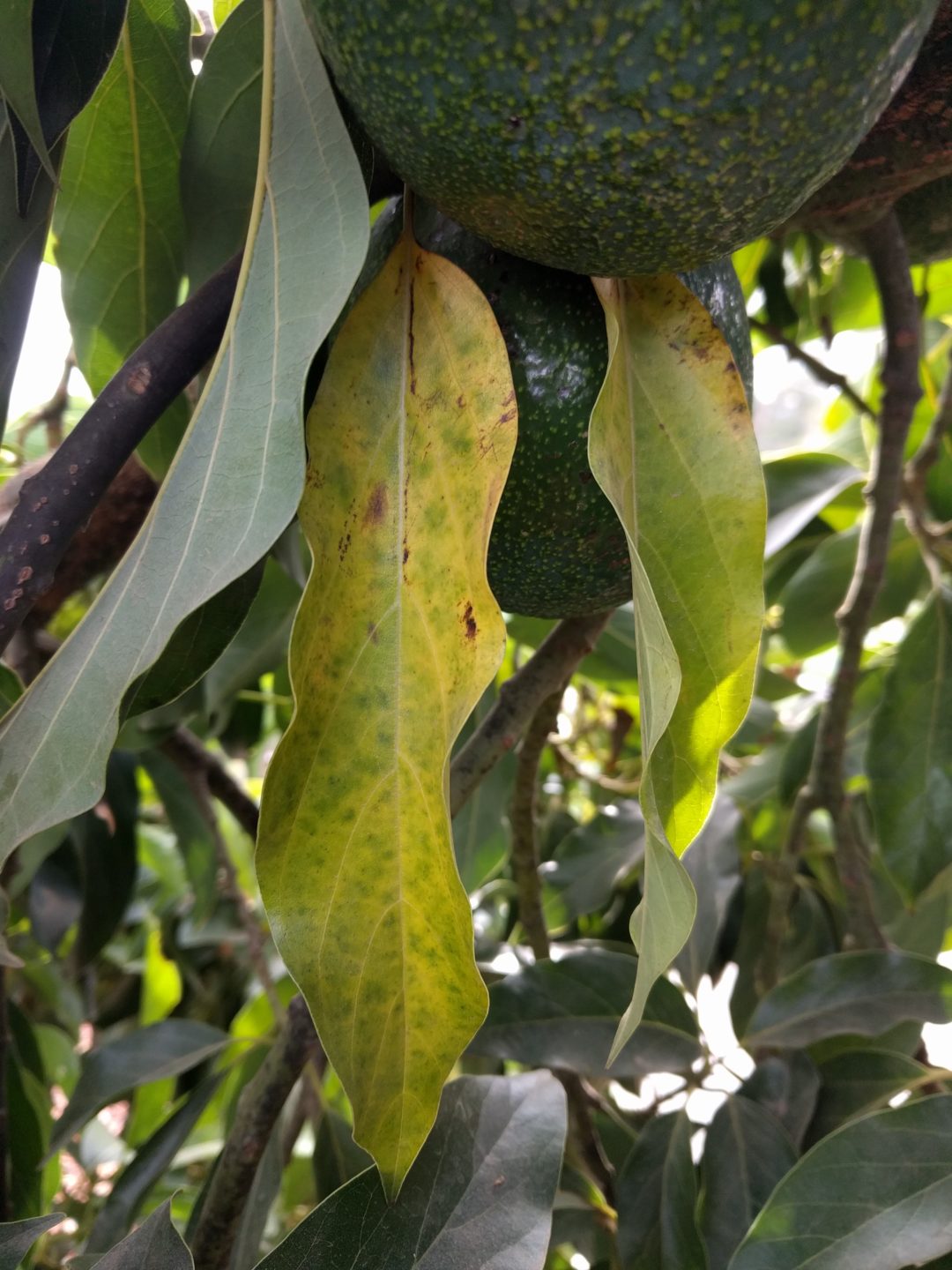 Avocado leaves turning brown? Here’s why and what to do - Greg Alder's ...