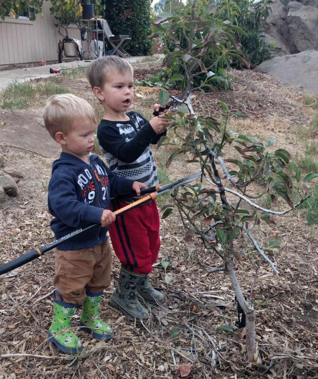 Planting Reeve's placenta tree - Greg Alder's Yard Posts: Southern ...