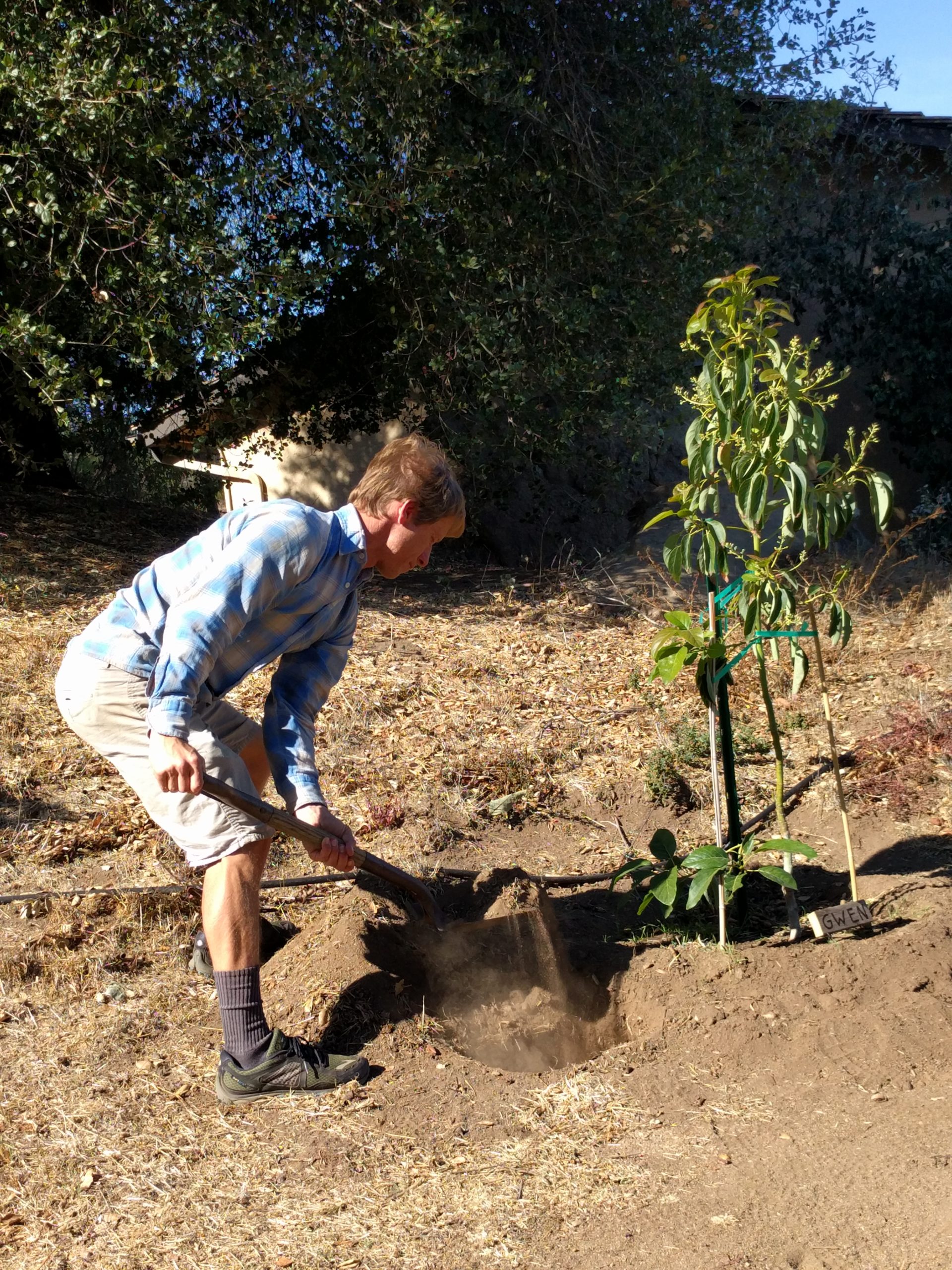 Planting Reeve's placenta tree - Greg Alder's Yard Posts: Southern ...