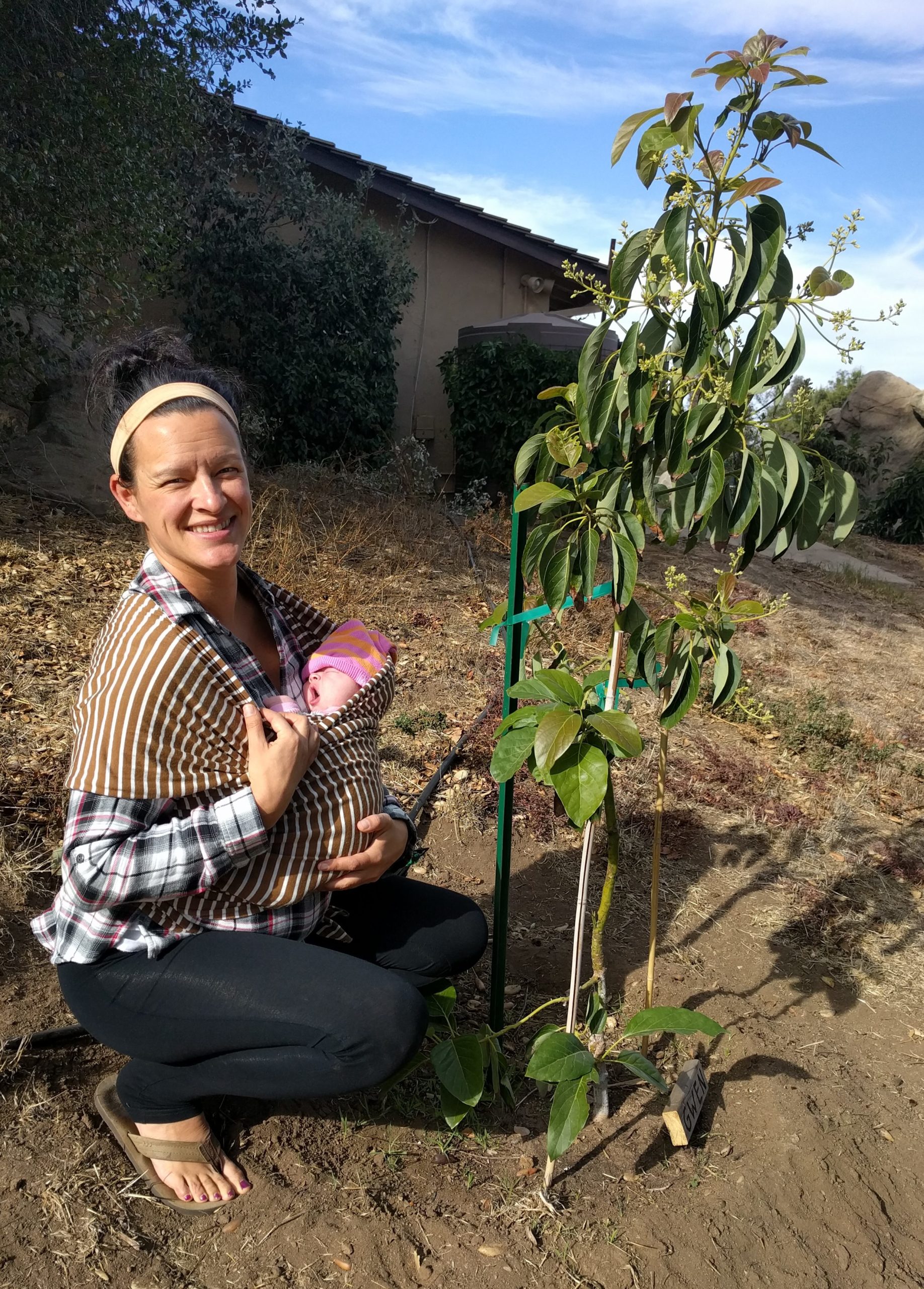 Planting Reeve's placenta tree - Greg Alder's Yard Posts: Southern ...