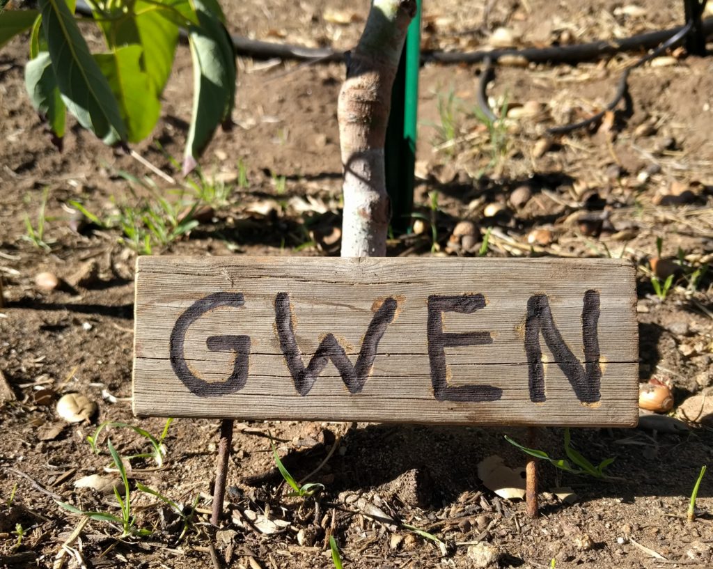 Planting Reeve's placenta tree - Greg Alder's Yard Posts: Southern ...