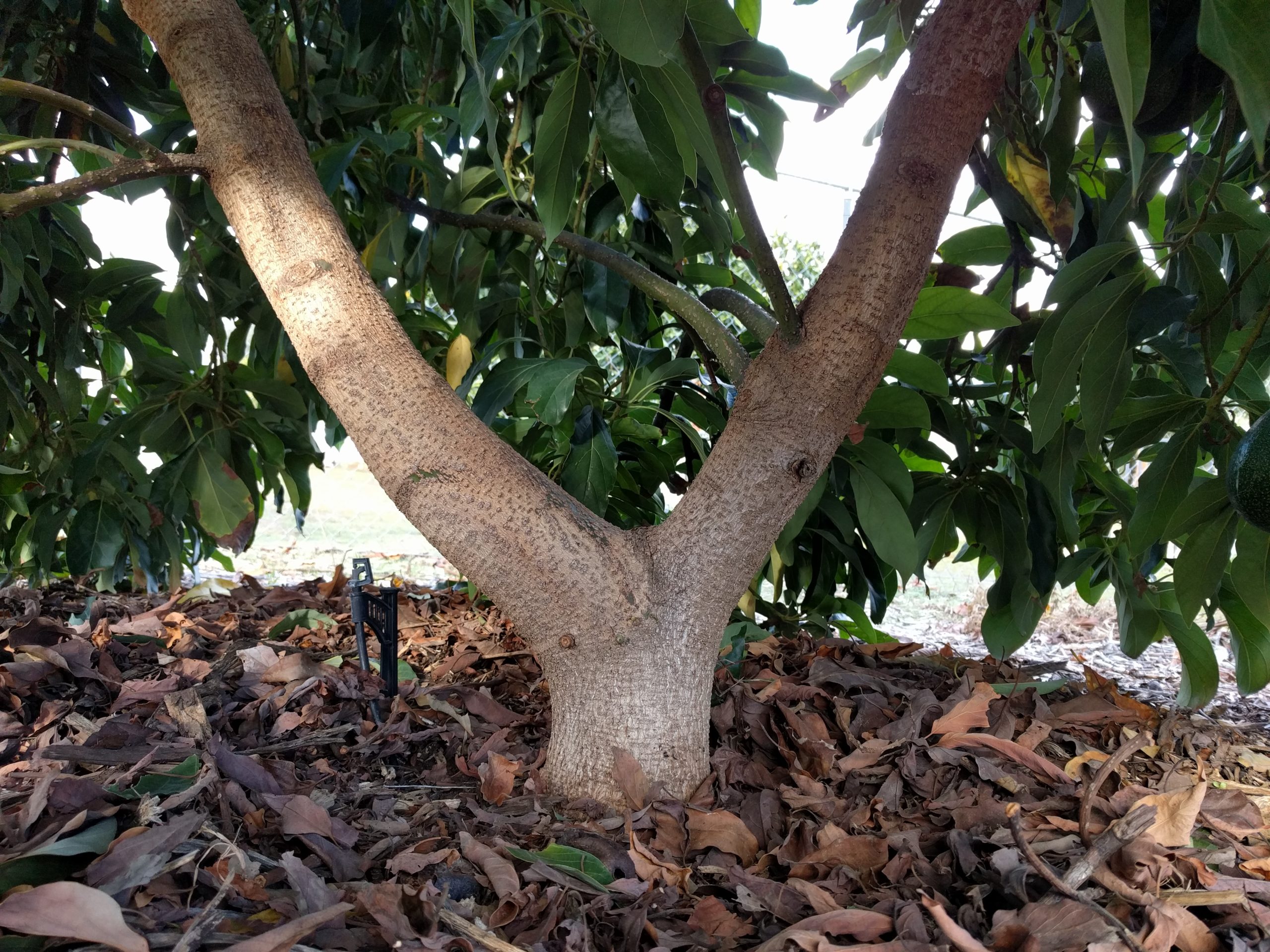bifurcated trunk avocado tree - Greg Alder's Yard Posts: Food Gardening ...
