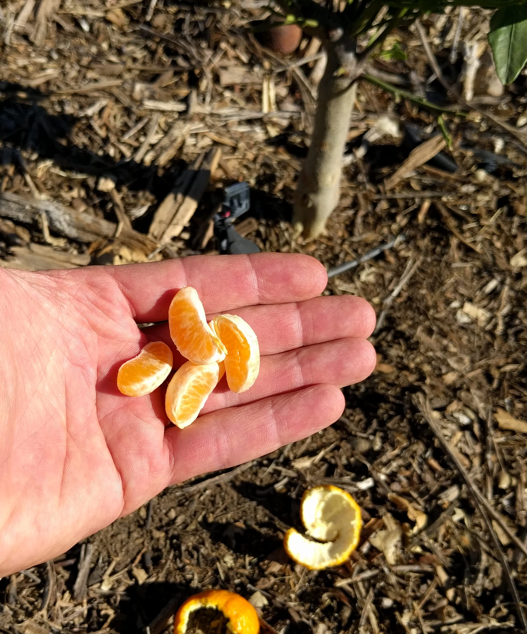 small Pixie mandarin fruit - Greg Alder's Yard Posts: Food Gardening in ...