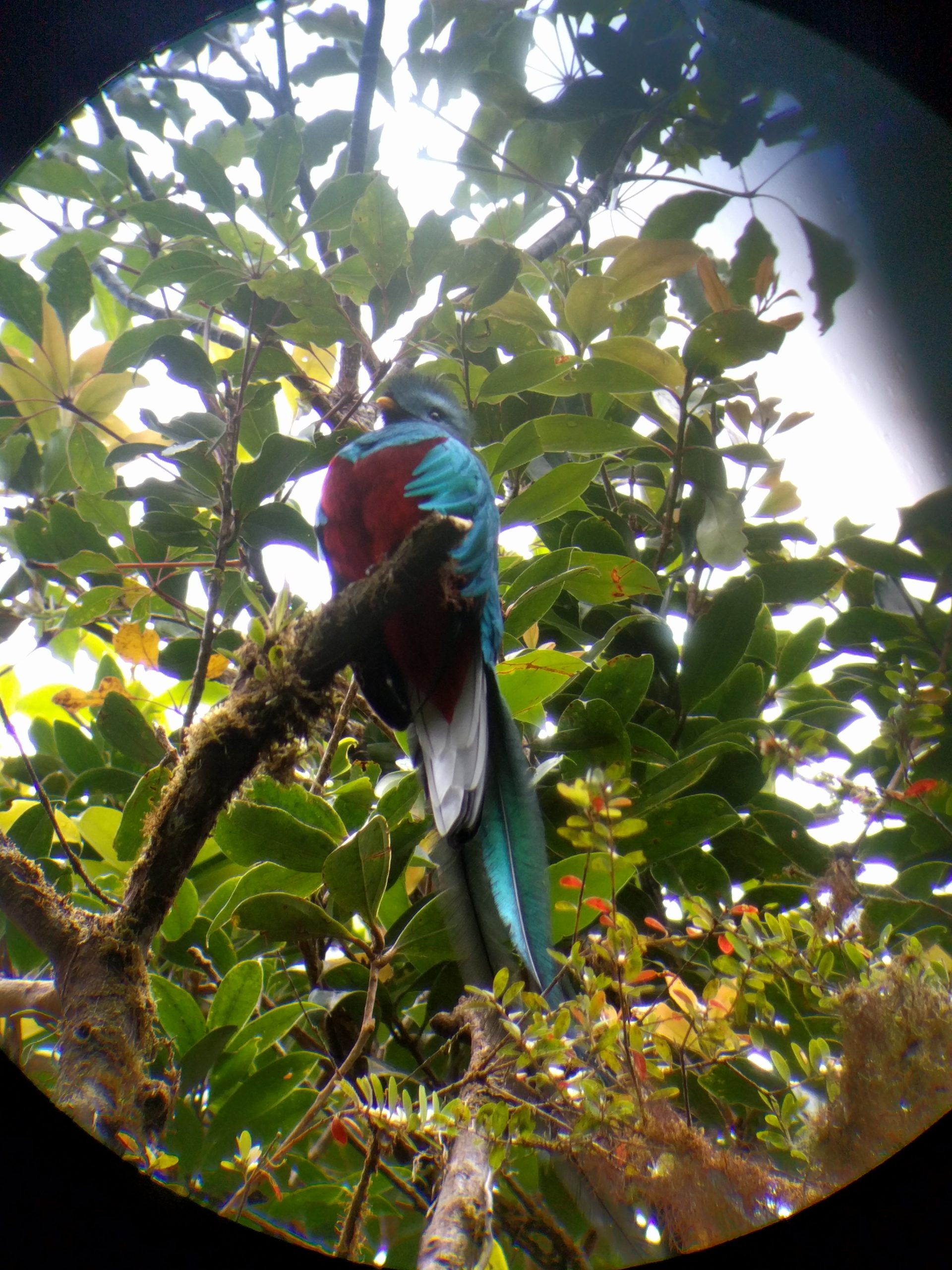 The Quetzal and the Wild Avocado - Greg Alder's Yard Posts: Southern ...