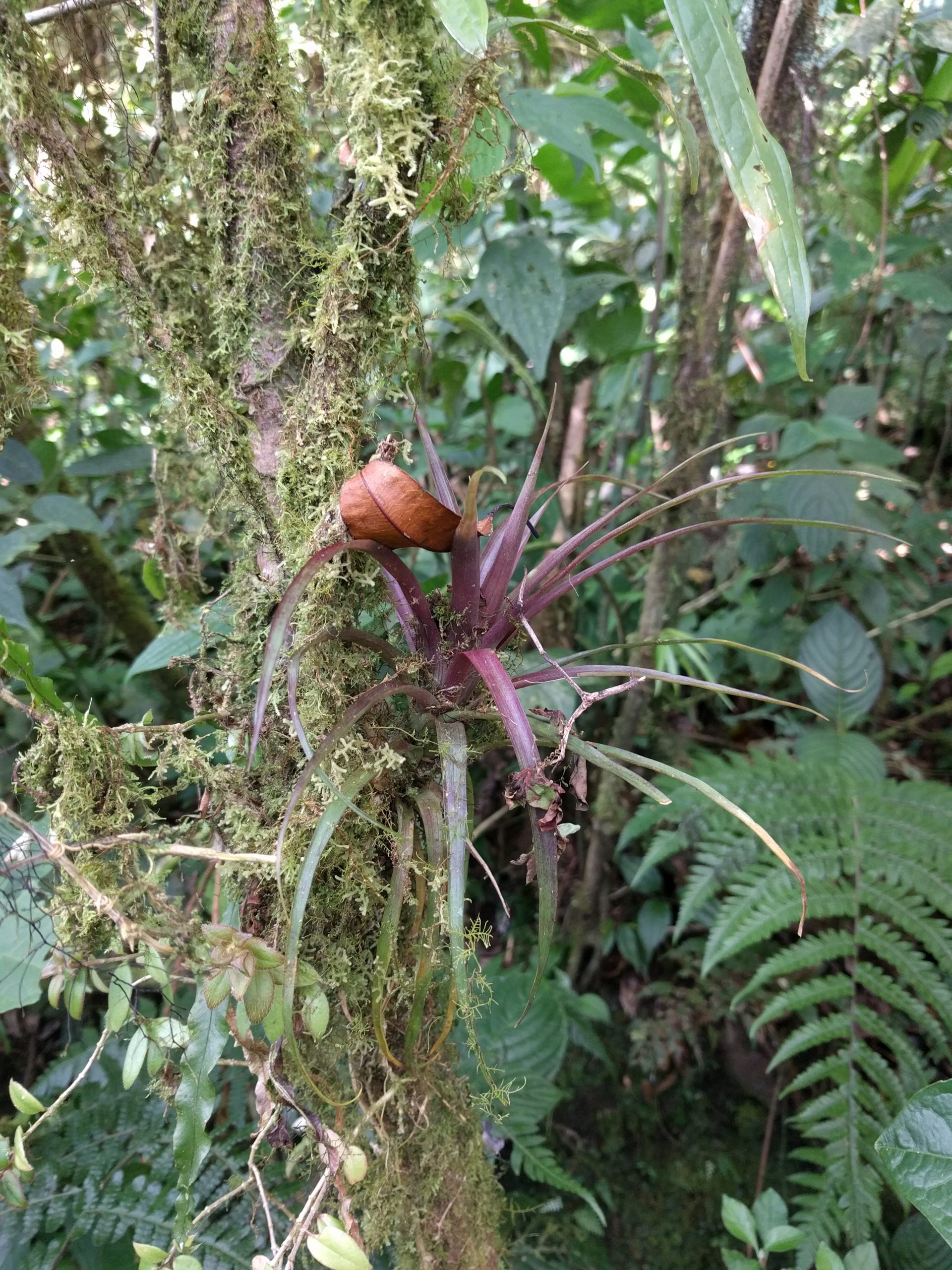 The Quetzal and the Wild Avocado - Greg Alder's Yard Posts: Southern ...