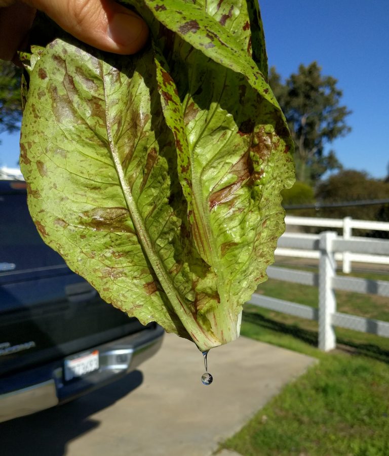 Growing and harvesting lettuce in Southern California - Greg Alder's ...