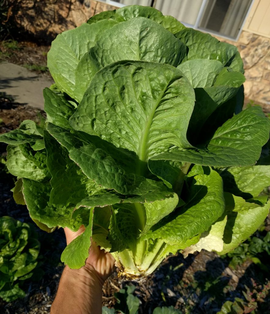 Growing and harvesting lettuce in Southern California - Greg Alder's ...