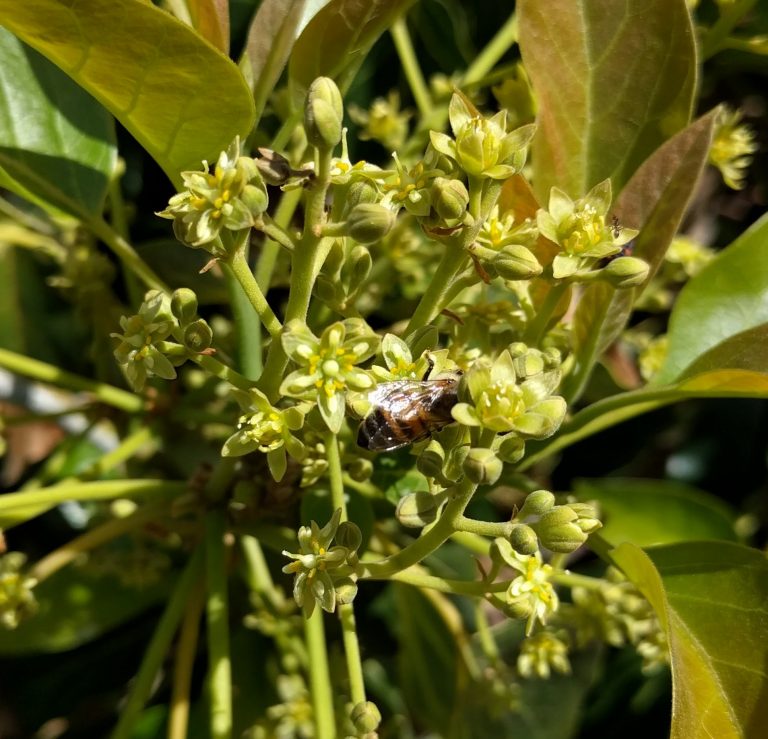 Hand pollinating avocados - Greg Alder's Yard Posts: Southern ...