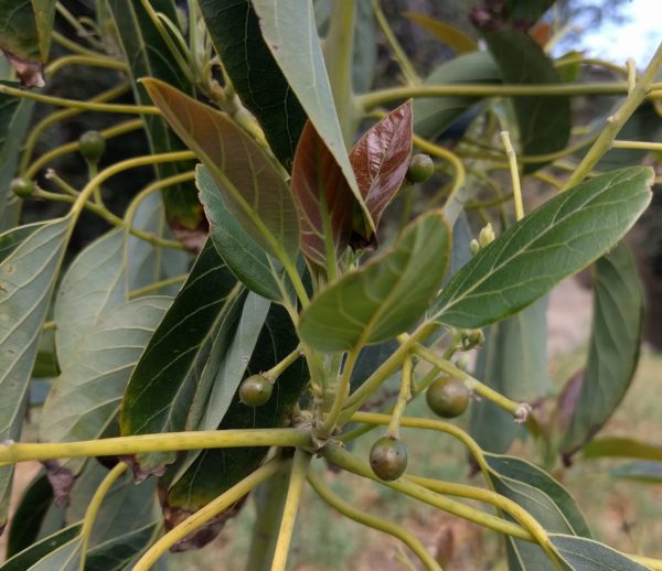 Hand pollinating avocados - Greg Alder's Yard Posts: Southern ...