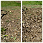 How to outsmart garden weeds - Greg Alder's Yard Posts: Southern ...