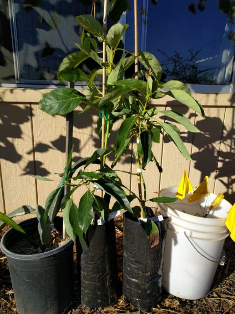 How to plant and stake an avocado tree - Greg Alder's Yard Posts ...