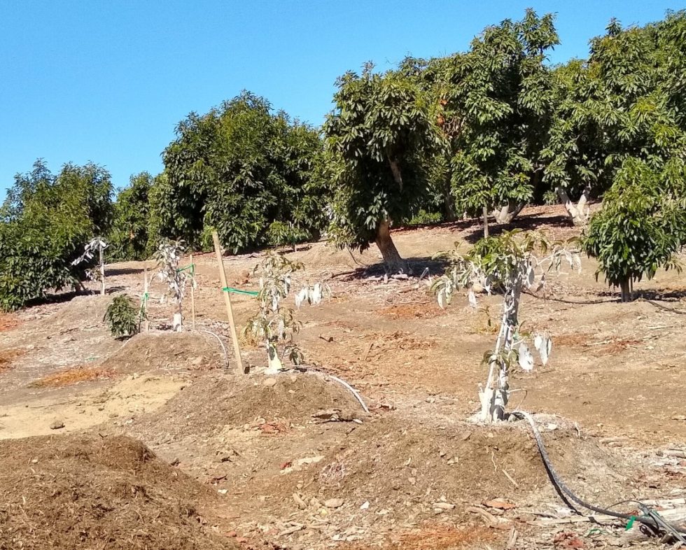 How to plant and stake an avocado tree - Greg Alder's Yard Posts ...