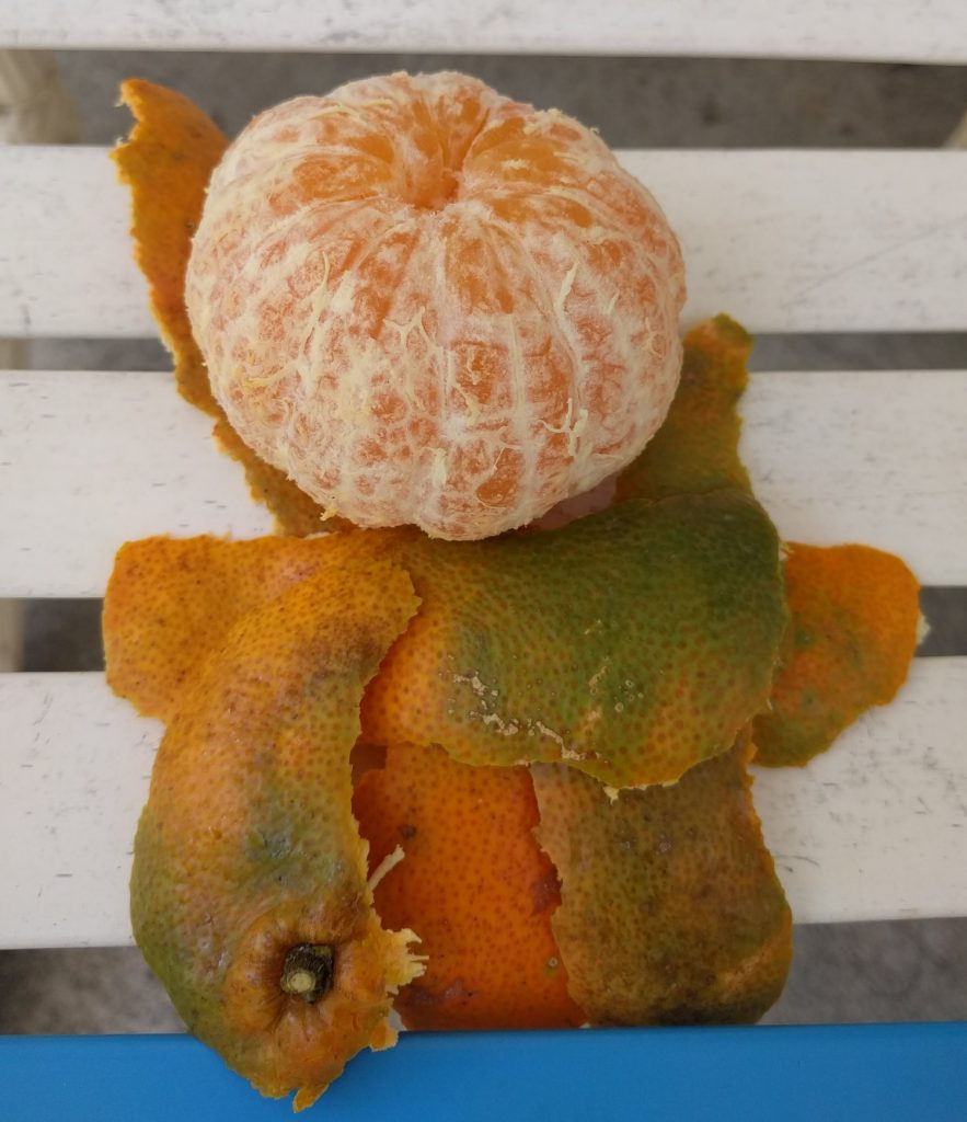 When to pick oranges and tangerines - Greg Alder's Yard Posts: Southern ...