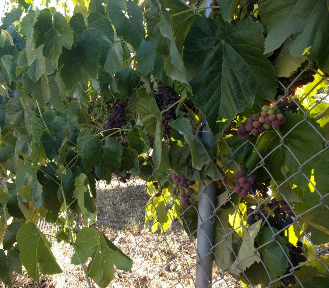 Growing grapes on a chain link fence - Greg Alder's Yard Posts ...