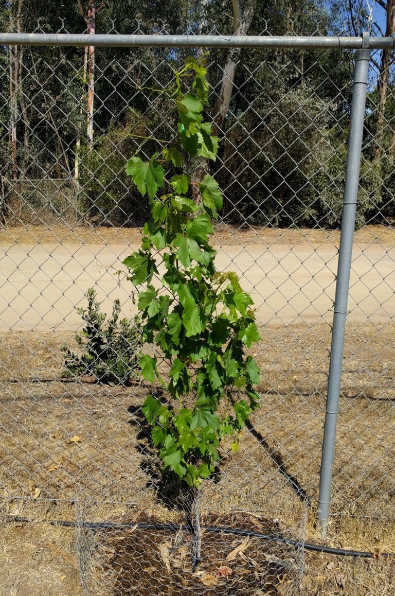 Growing grapes on a chain link fence - Greg Alder's Yard Posts ...